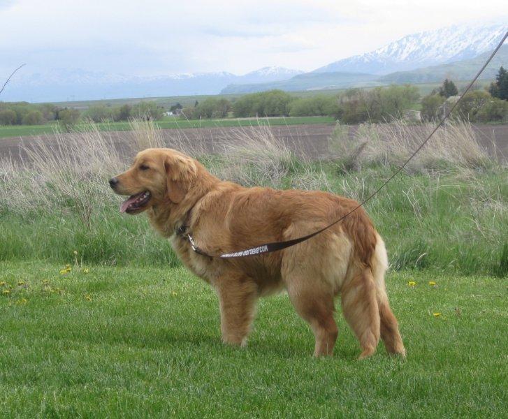 North Star Golden Retrievers » Belle Dam Page